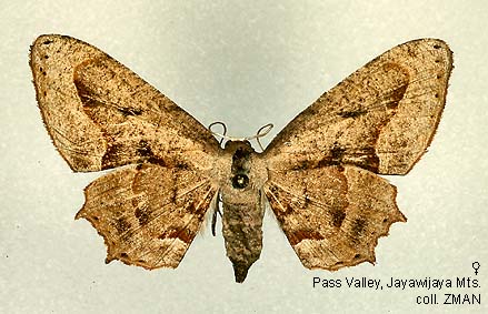 Papua Insects Foundation (Lepidoptera/Uraniidae/Epipleminae/Phazaca ...